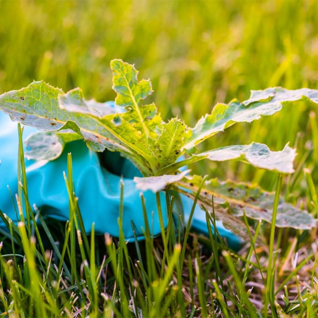 Landscape Maintenance | Carrington Lawn & Landscape